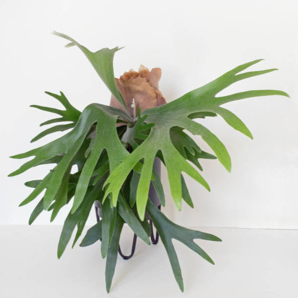 HELECHO CACHO VENADO PM – jardinlariviera